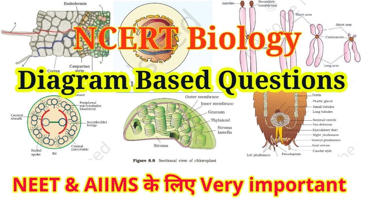 Biology most important diagram based questions - part -4 || important ...