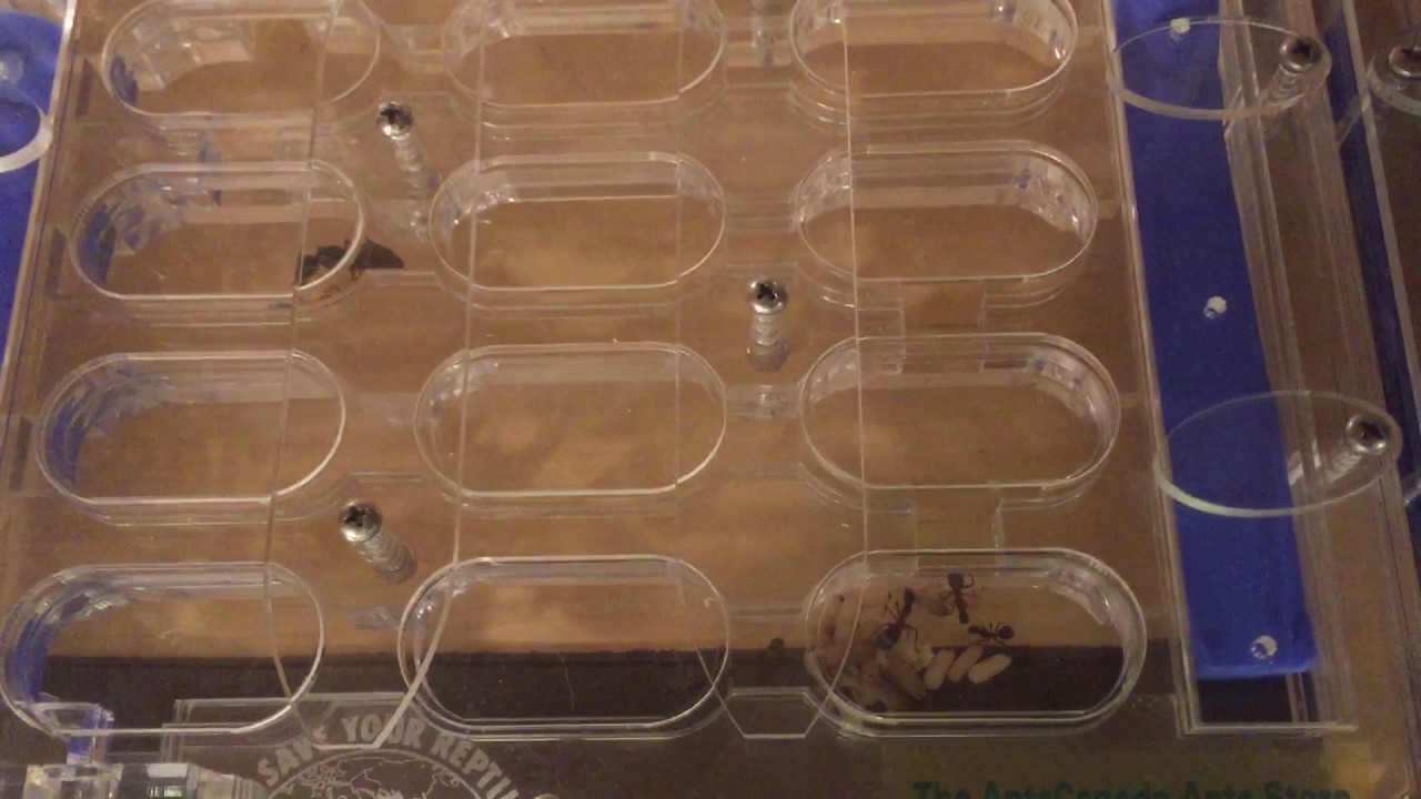 Added A New Heating Pad To My AntsCanada Omni-Nests, They Love It ...