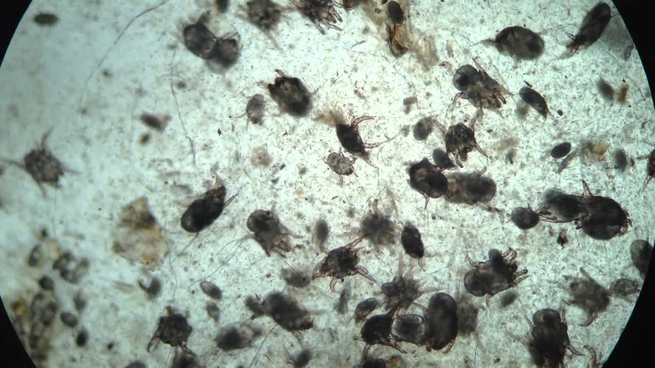 Ear Mites Under a Microscope - YouTube