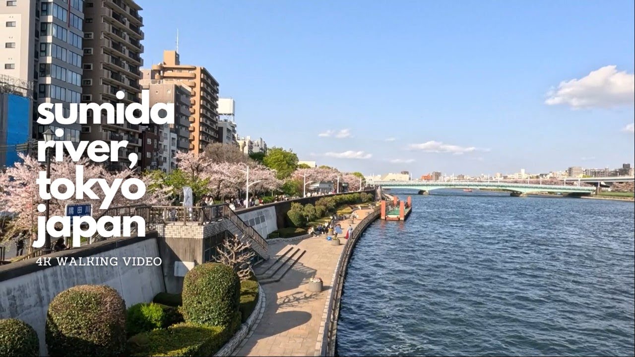 [4K HD] Tokyo Walks - SUMIDA RIVER to TOKYO SKYTREE (Cherry Blossoms ...