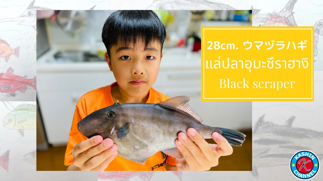 28cm. Black Scraper Fillet แล่ปลา | Kashin Channel - YouTube