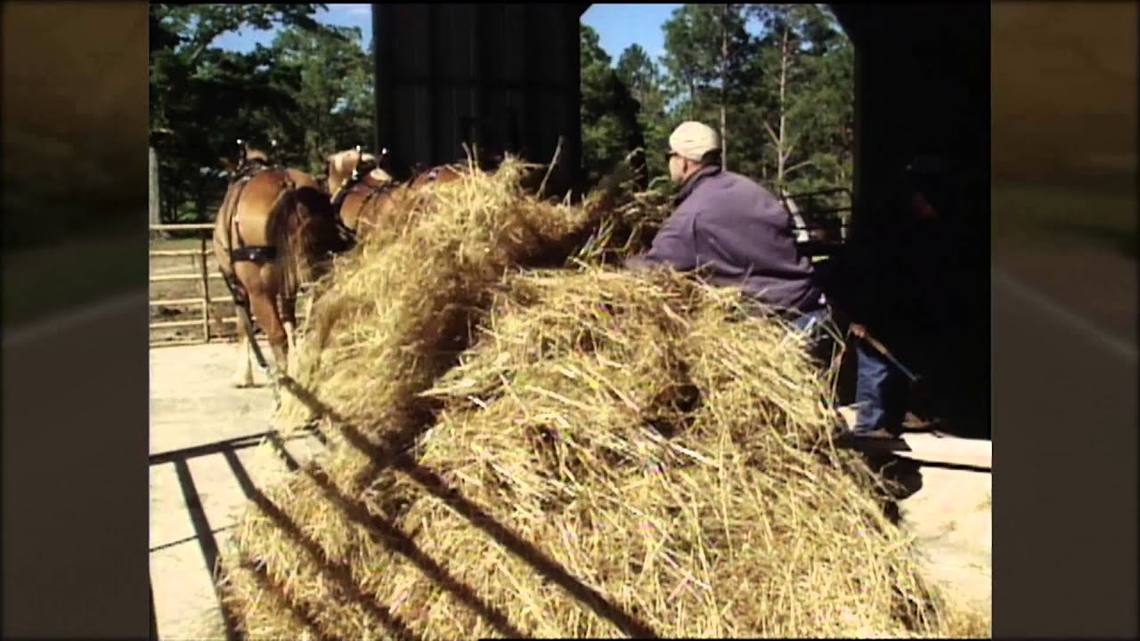 Rear View Mirror: Draft Horse School | Mississippi Roads | MPB - YouTube