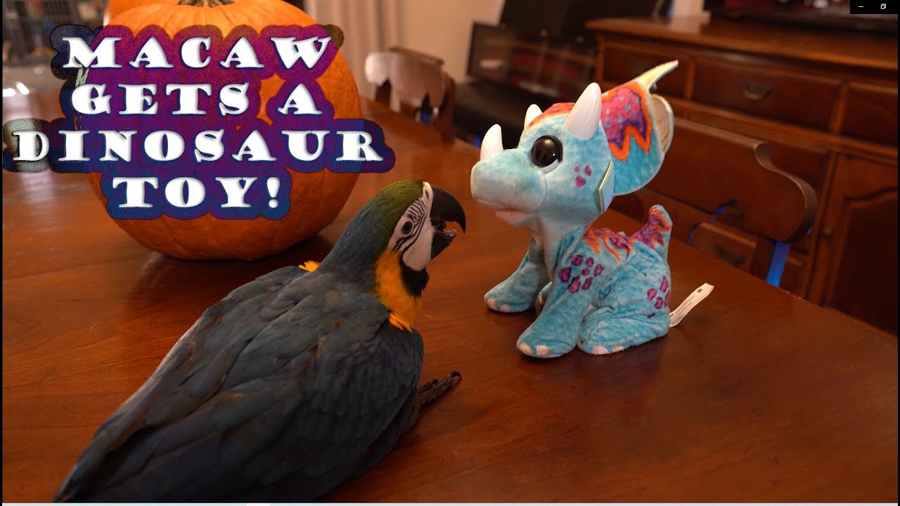 Our Humans - Ares Macaw gets Dinosaur Toy | Before Humans Vacation ...