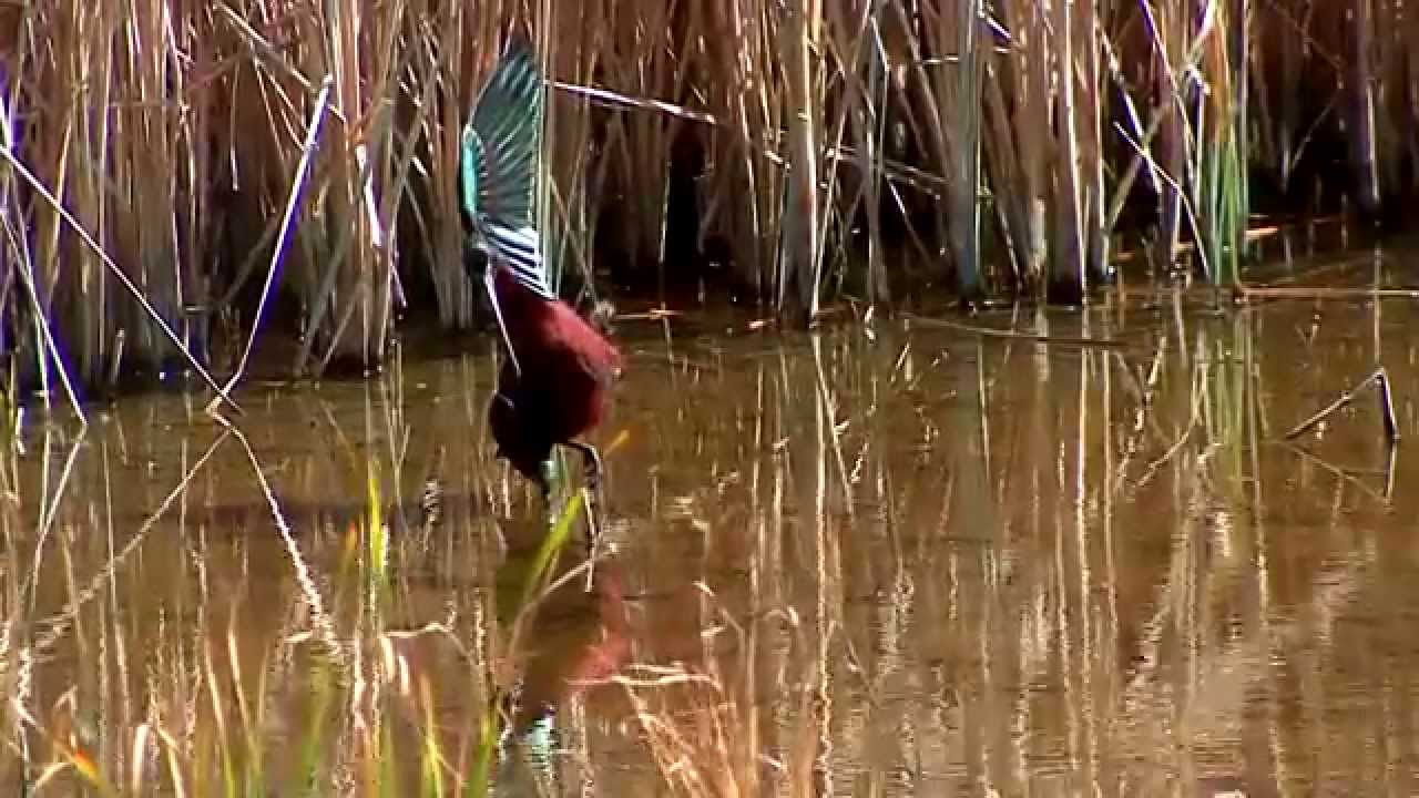 BIRDS OF DE COTA DONANA SPAIN AND EL ROCIO PARQUE NATURAL - YouTube