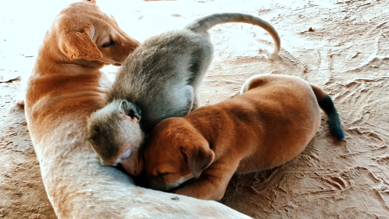 Ah LEAP baby monkey jealous of MOMO so much - YouTube