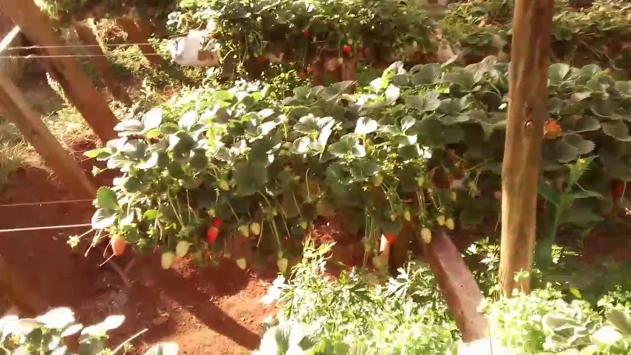 Plantio de morango/ 2 - YouTube