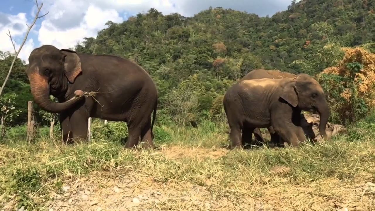 King of the pachyderms - YouTube