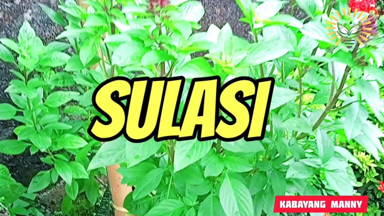 Sulasi Plant YouTube sulasi-plant-youtube