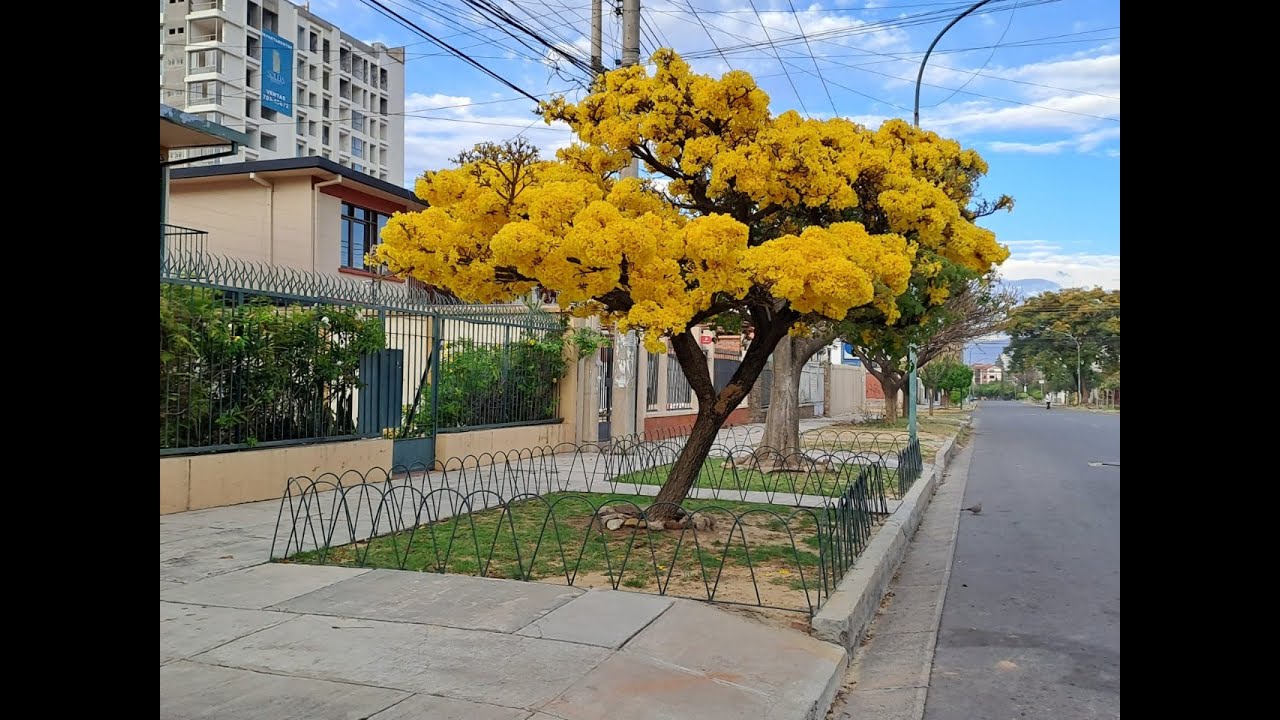 Un hermoso Tajibo Amarillo en Cochabamba - YouTube