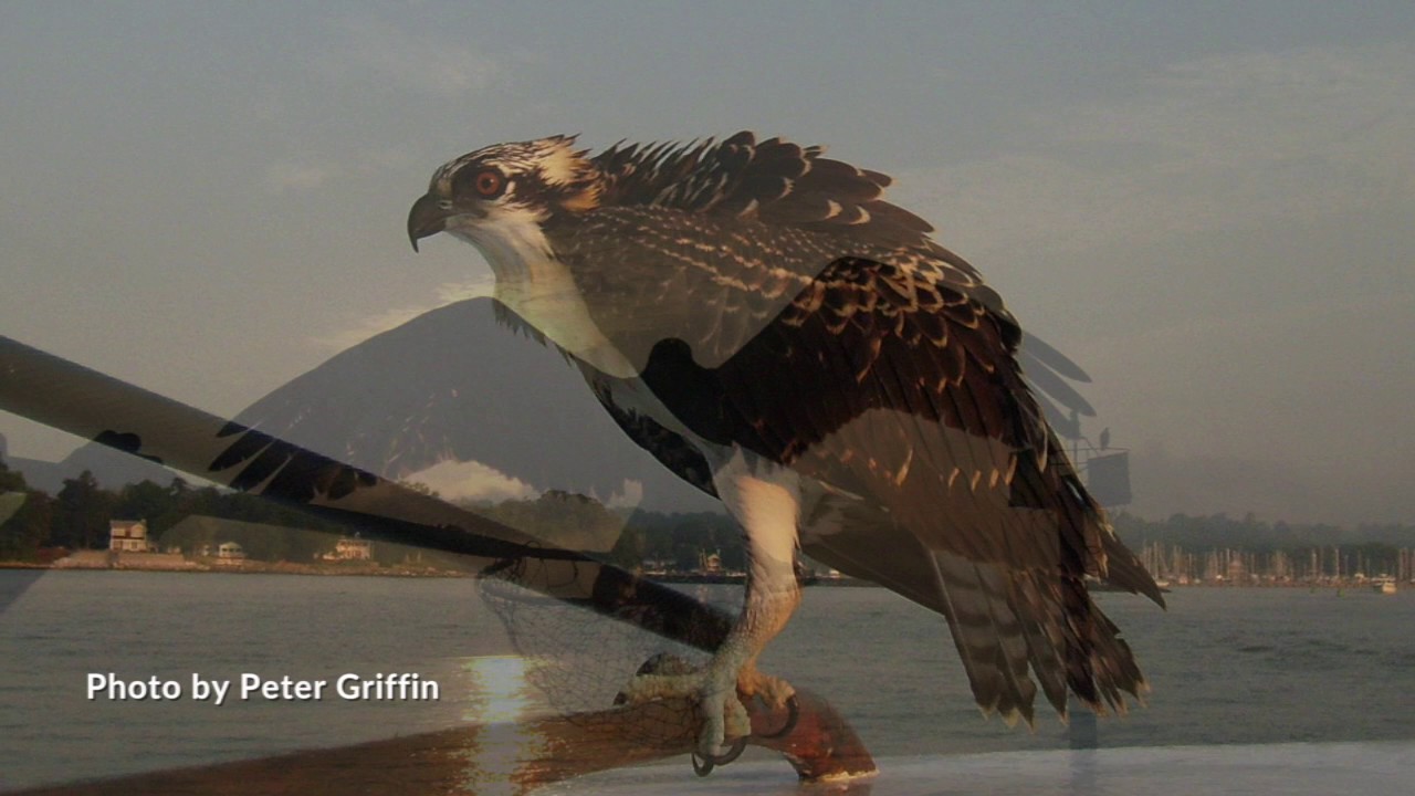 Osprey nesting platform - YouTube