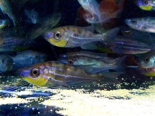 Lake Tanganyika Cichlids