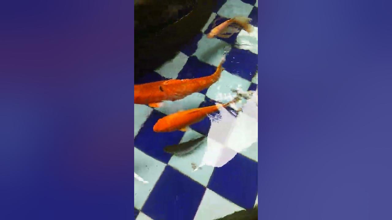 Ikan Hias Shorts Ikanmas Ikan Ikanhias Ikanbesar Youtube
