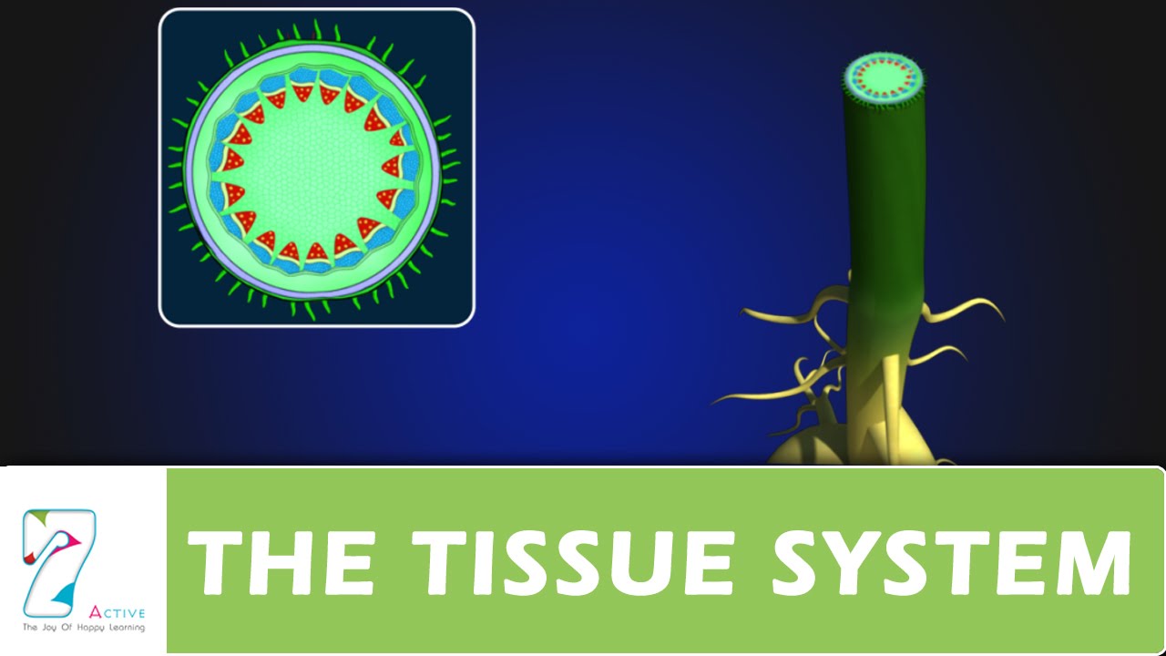 THE TISSUE SYSTEM - YouTube