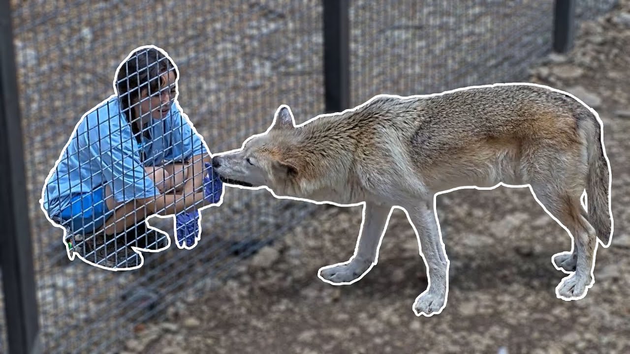 Wolf Training Today - 6/12/24 - YouTube