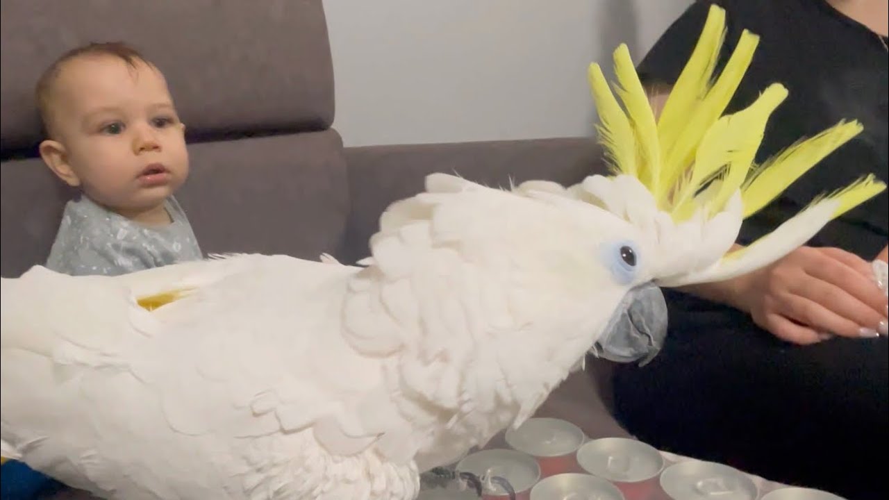 A miracle in the family 🥰 Great white parrot 🦜 ️ #petsarefamily # ...