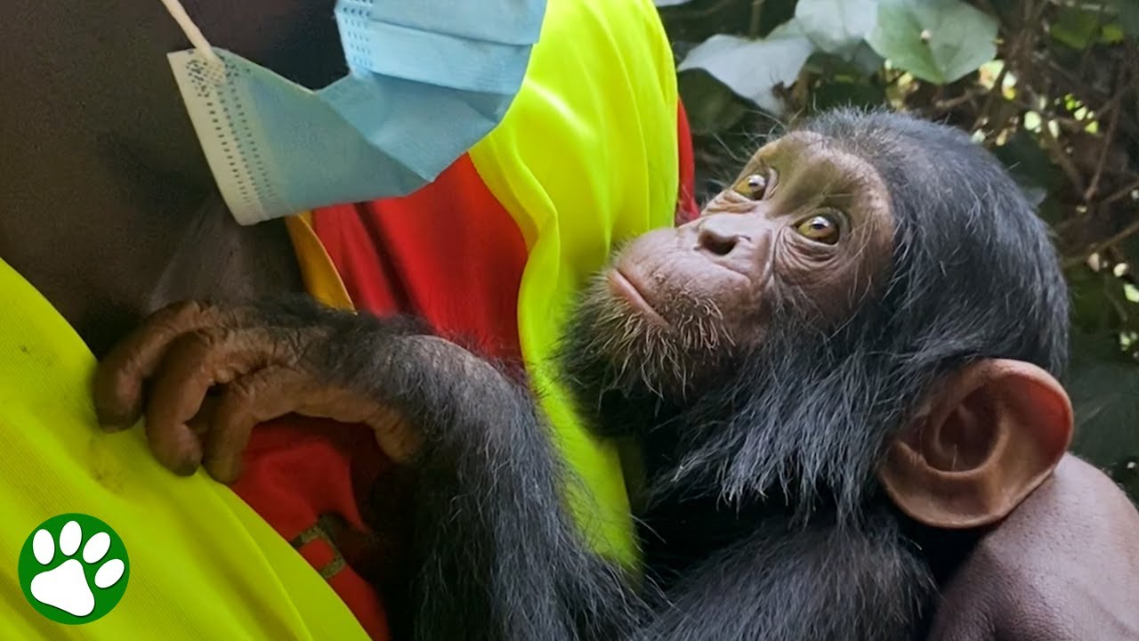 Orphaned BABY CHIMP just wants to held - YouTube