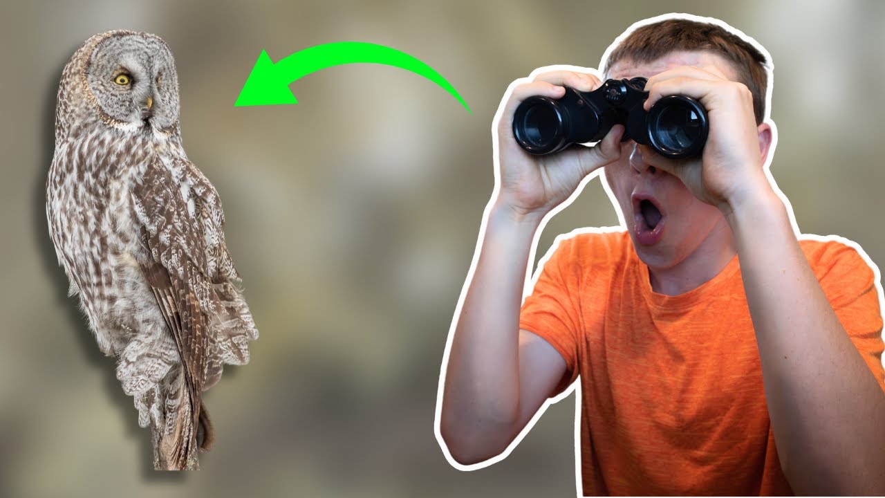 Insane Owl Sighting + Birding in Glacier National Park! - YouTube