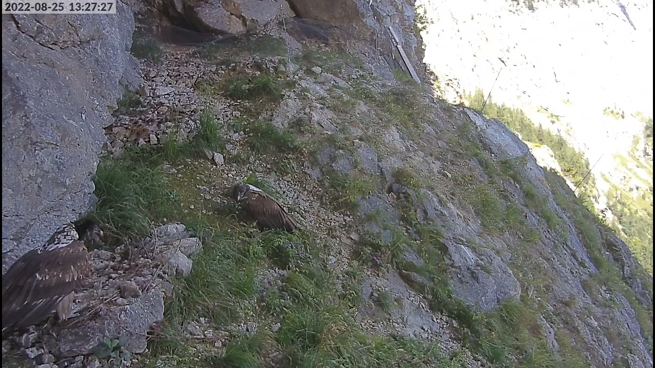 Recka schluckt einen Knochen | LBV Bartgeier - YouTube