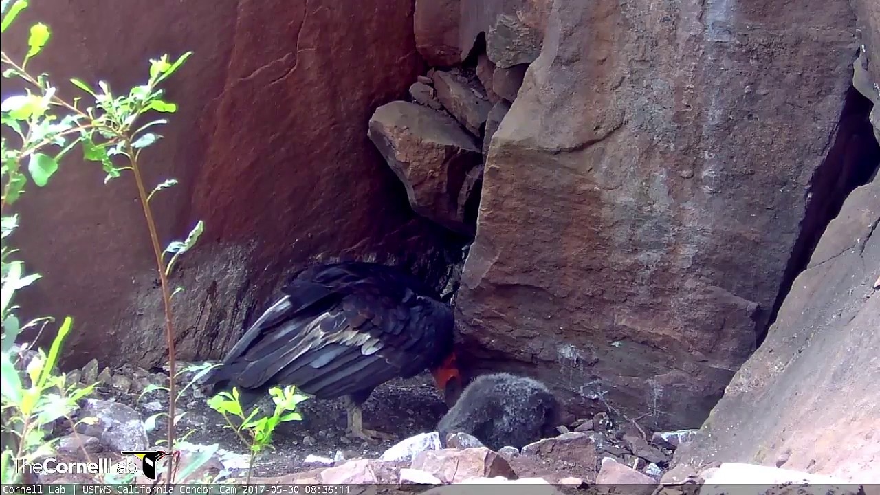 Condor Nest Cam