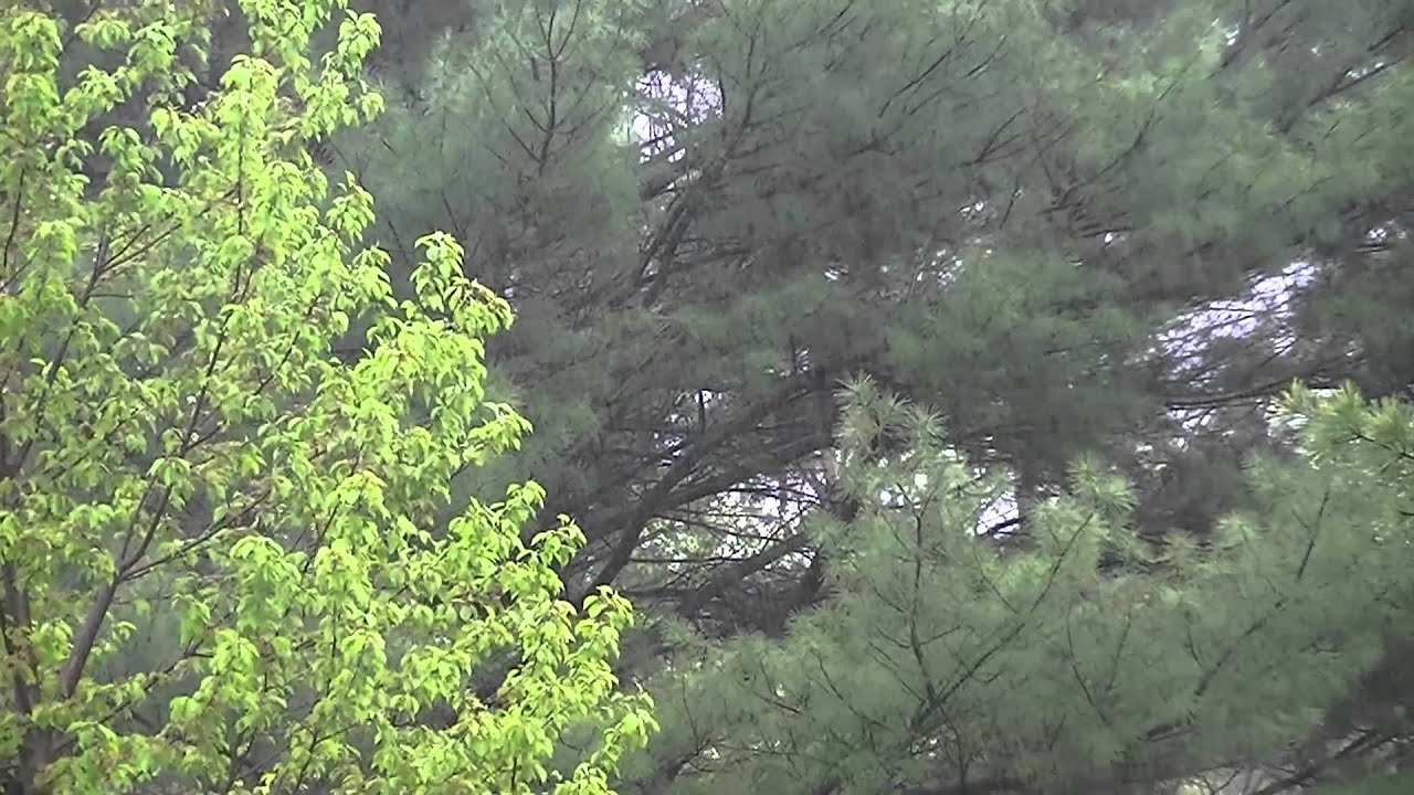 Spring Forth - YouTube