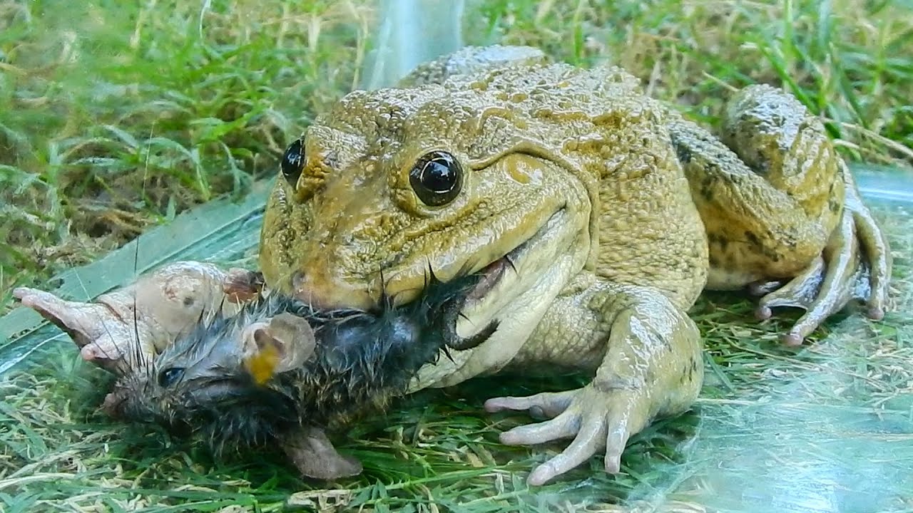 Wow fast eat mice frog like mice, Live feeding - YouTube