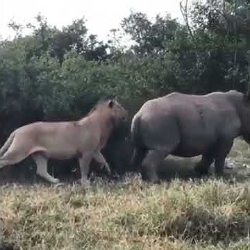 Rhino vs Lion - YouTube