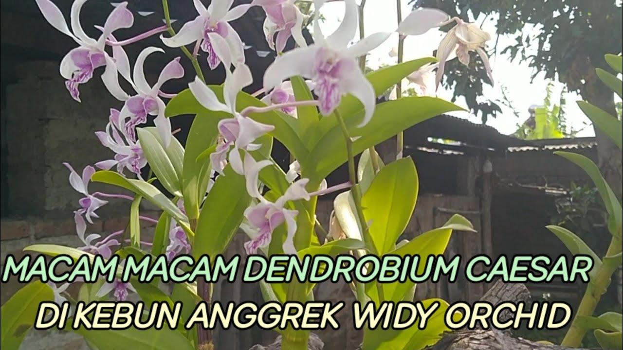 Aneka Dendrobium Caesar di Widy Orchid - YouTube