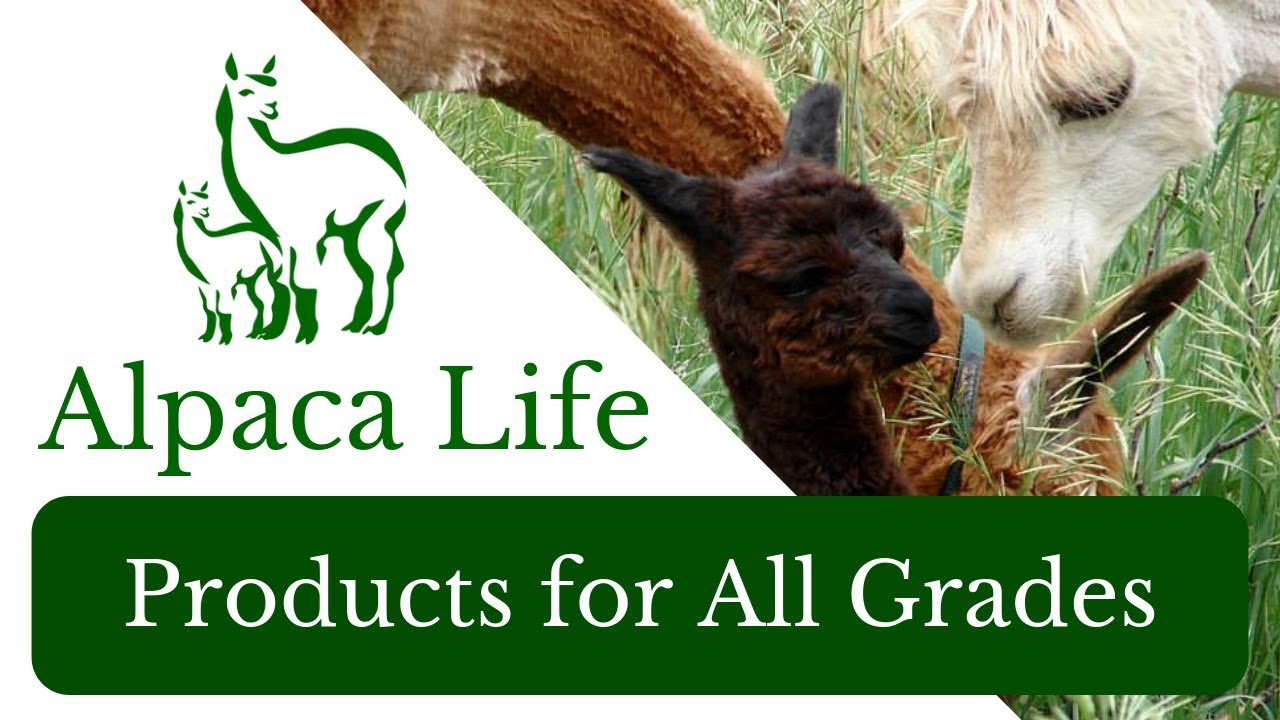 Product Options for All Grade Levels ~ ALPACA LIFE - YouTube