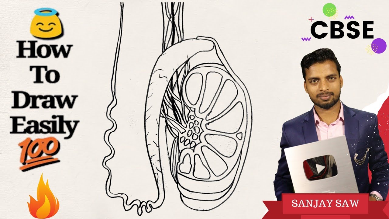 How to draw a Diagram Of Testis Step by step for beginners ! - YouTube