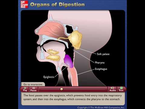 Organs of Digestion