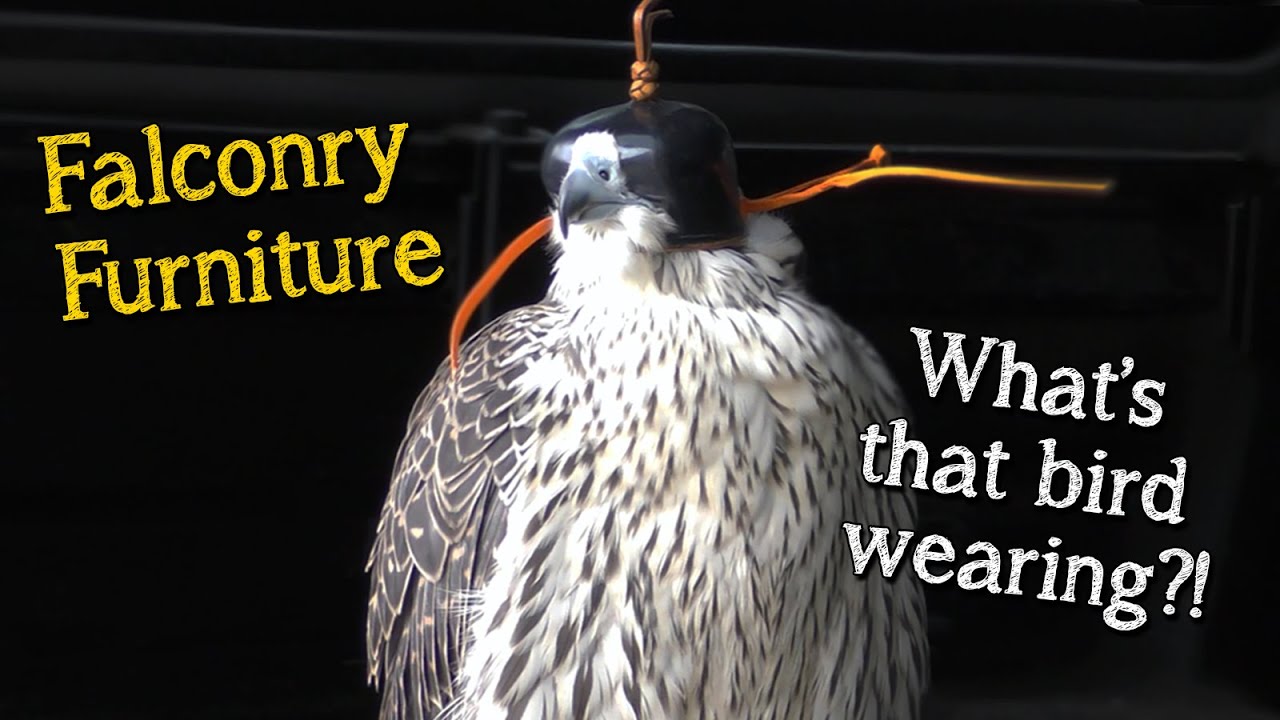 Falconry Basics | Introduction to Falconry Furniture - YouTube