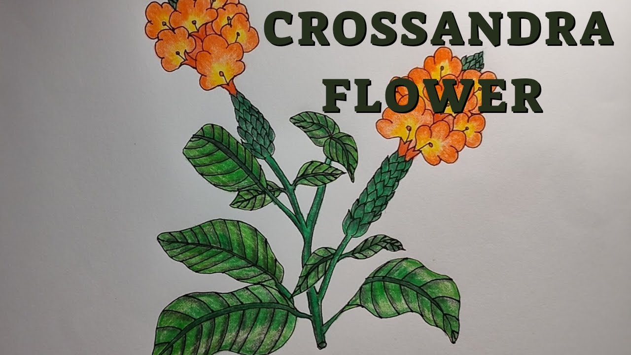 How To Draw Crossandra Flower Step By Step. - YouTube