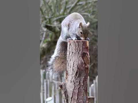 con sóc xám đang ăn - YouTube