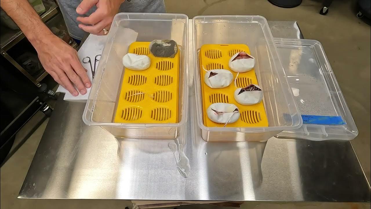 FINALLY made some visual ultramel ball pythons this season! - YouTube