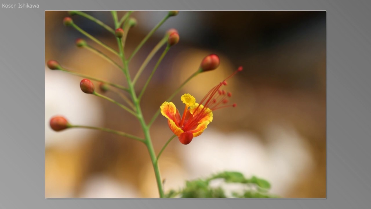 Blooming 'Ohai Ali'i by Time Lapse Shooting - YouTube