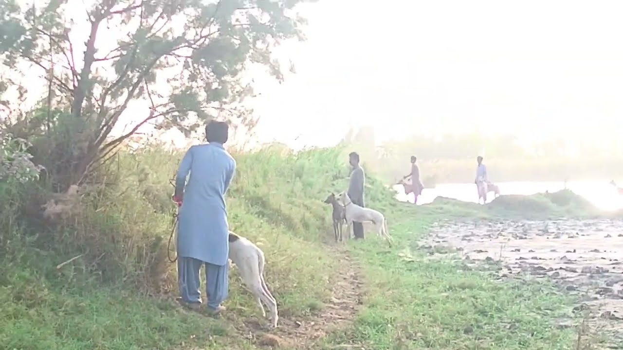 Soor ka shikar 2024 | Pig Shikar in Pakistan | new Session Shikar ...
