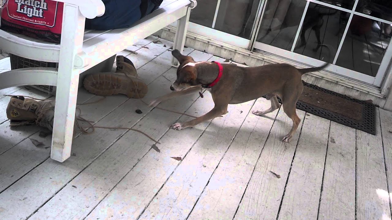 Dog vs centipede - YouTube