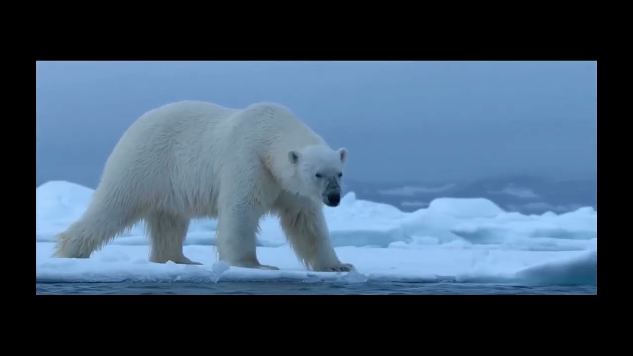 Disneynature polar bear swimming in the Arctic ocean - YouTube