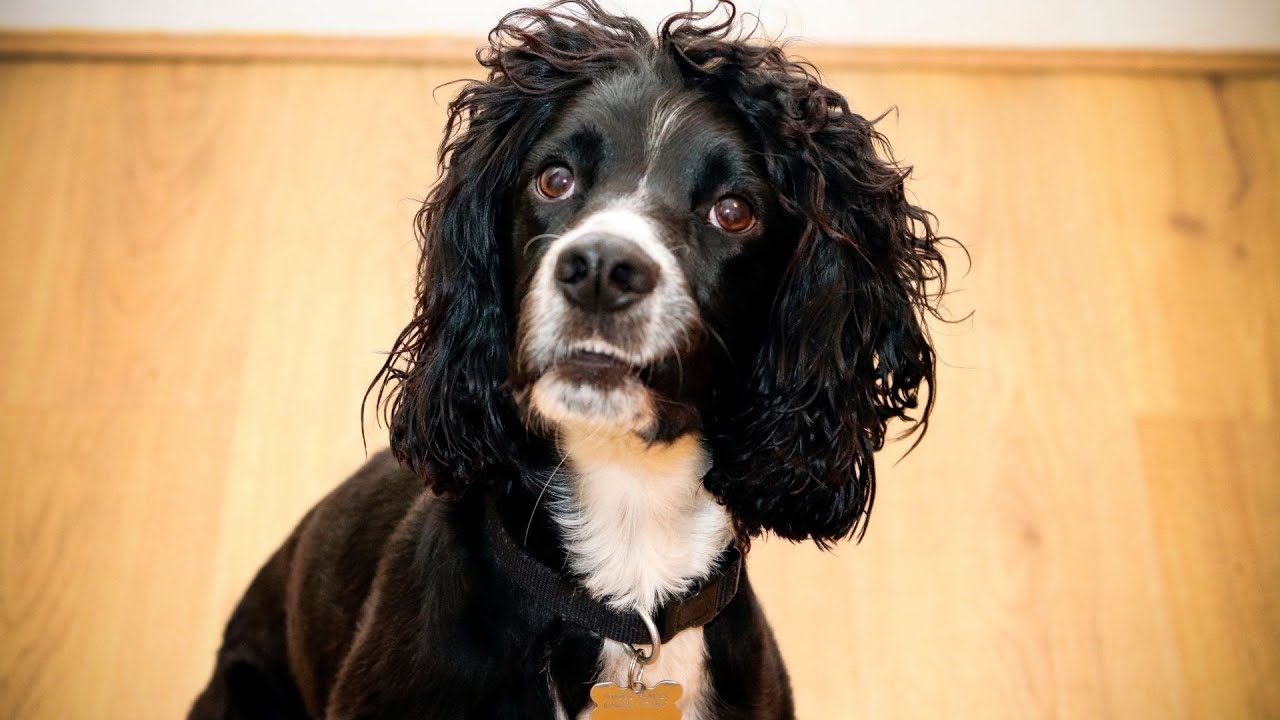 The Healing Power of Cocker Spaniels for Children with Anxiety ...