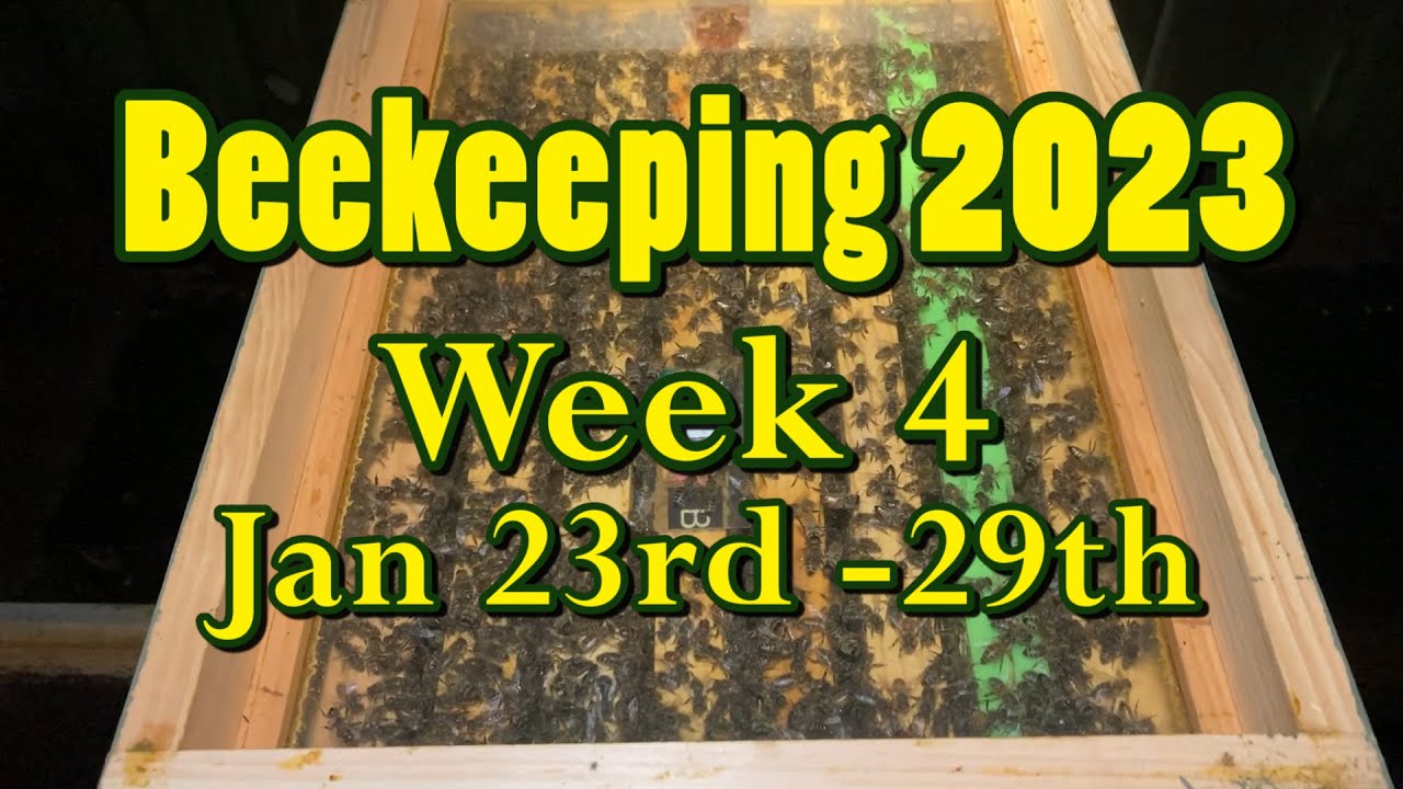 Week 4: Freshly built comb in January! Charred frames from OA Treatment ...