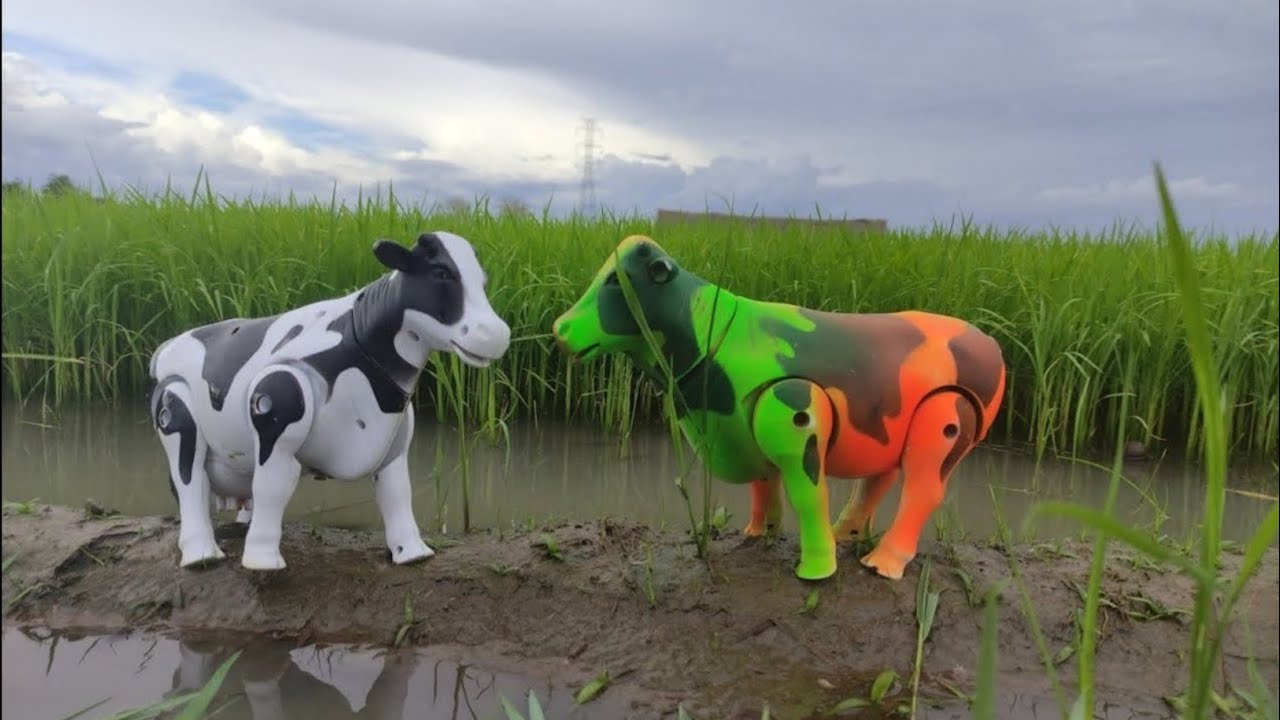 Catching cow and chicken, cute cow, rainbow cow, colorful cow, rainbow ...