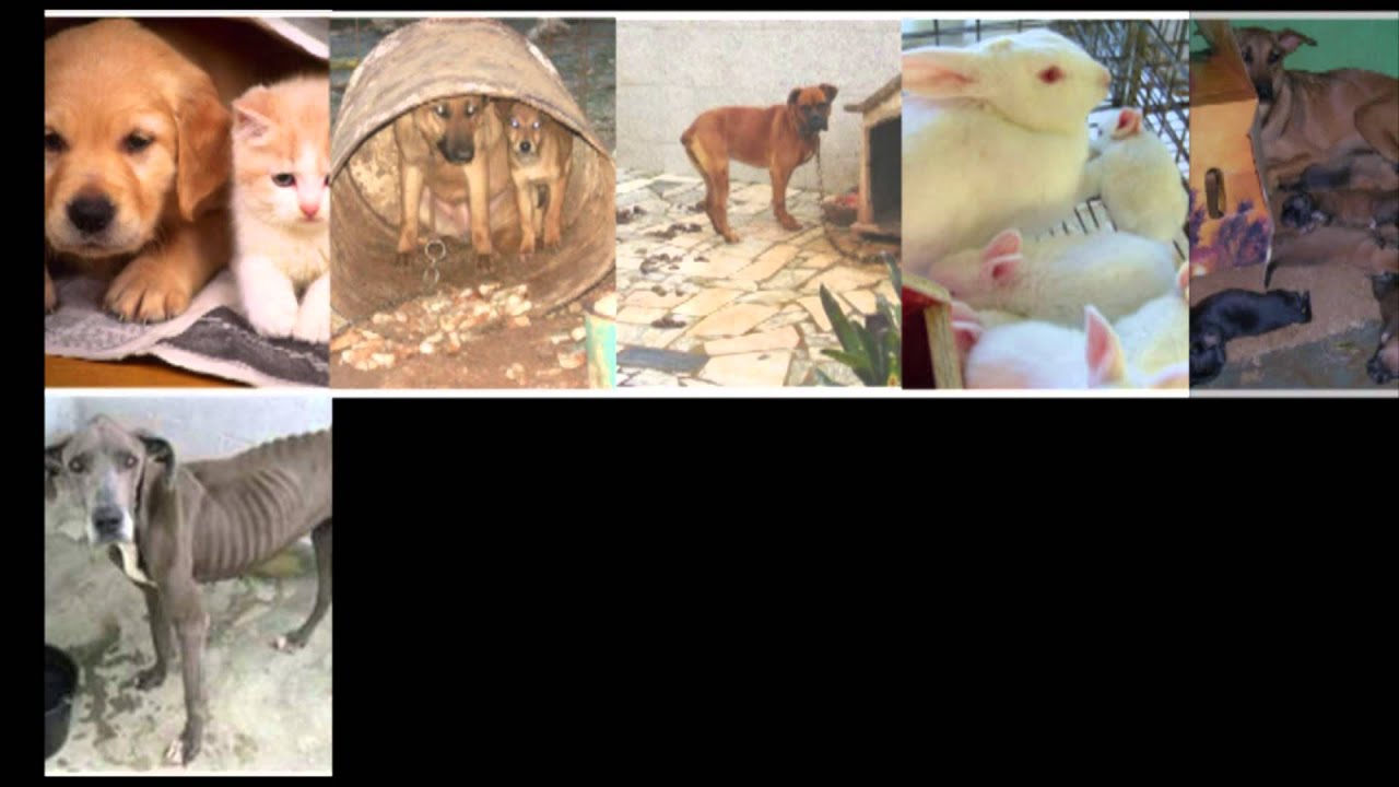 Banco Animal - Bruno - YouTube