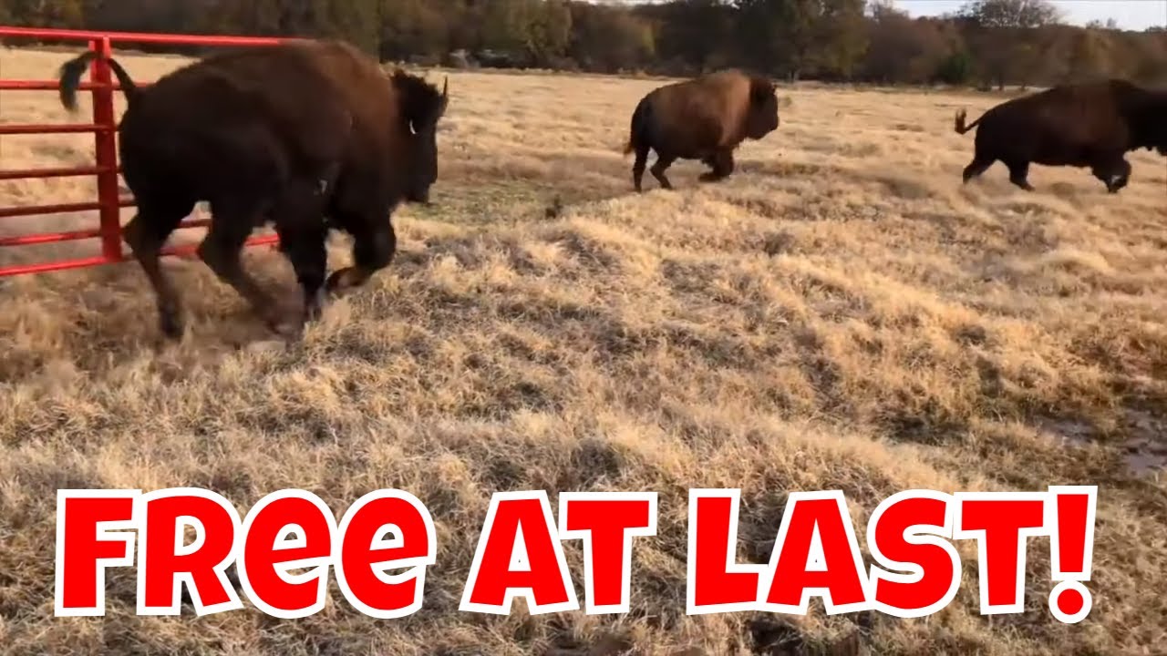 When BISON HIT OPEN PASTURE for the FIRST TIME! - YouTube