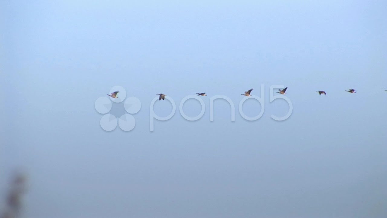 Slow Motion Canada Geese Flying Across Sky. Stock Footage - YouTube