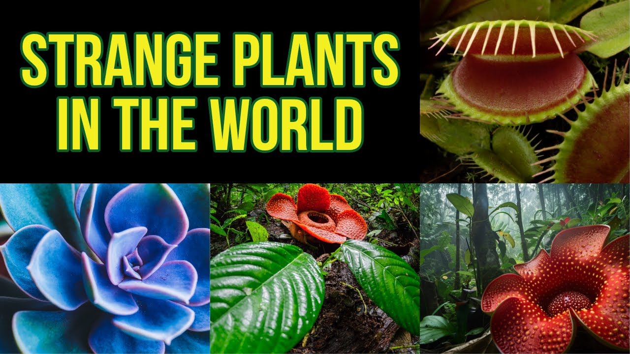Strange plants on earth | exploring the mysteries of rare plant - YouTube