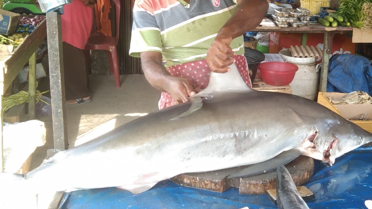 Memotong Ikan Hiu Sangat Besar Dengan Parang Tajam,Master Memotong Ikan ...