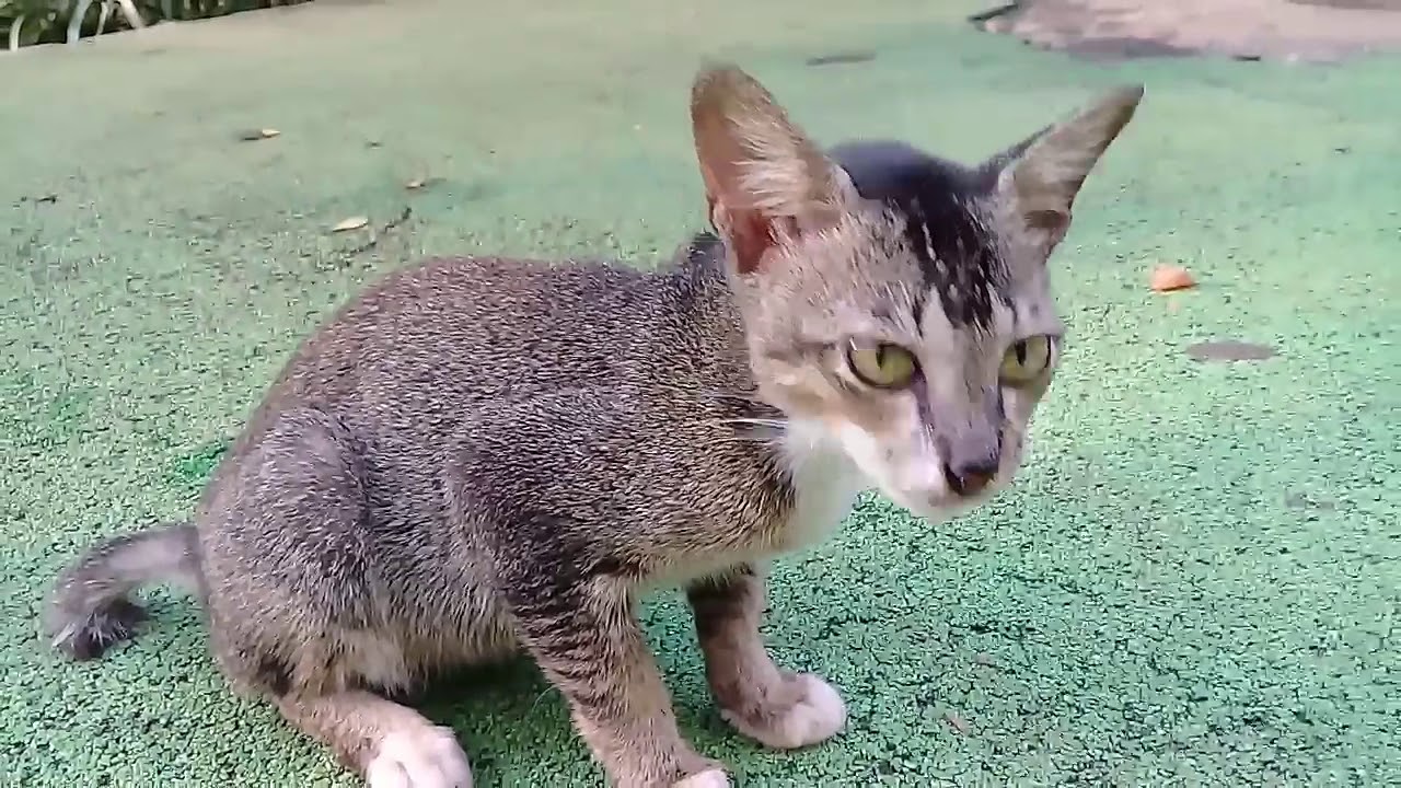 kucing lucu bikin ngakak minta makan - YouTube