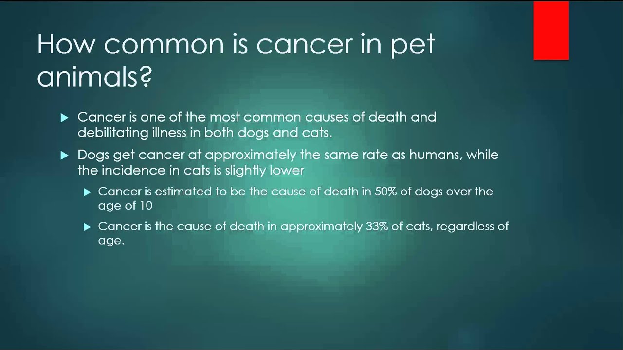 How Common is Cancer in Animals - YouTube