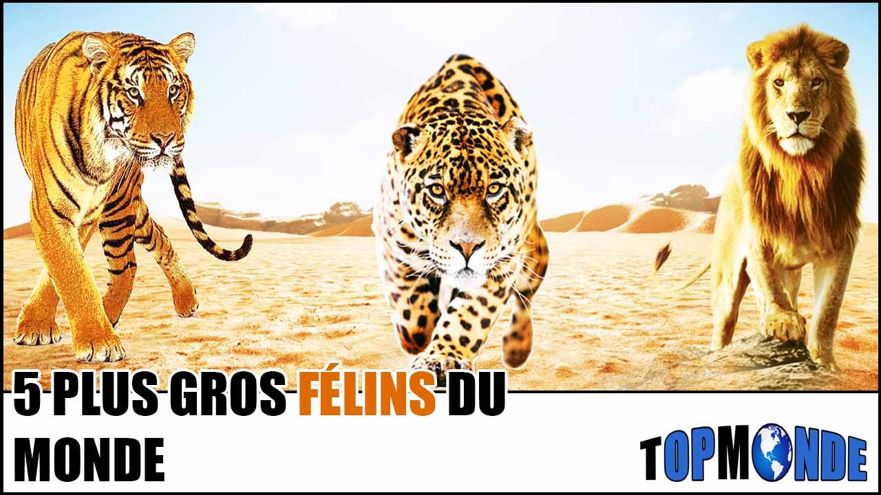 TOP 5 Des Plus Grands Félins - Fauves Du Monde - YouTube
