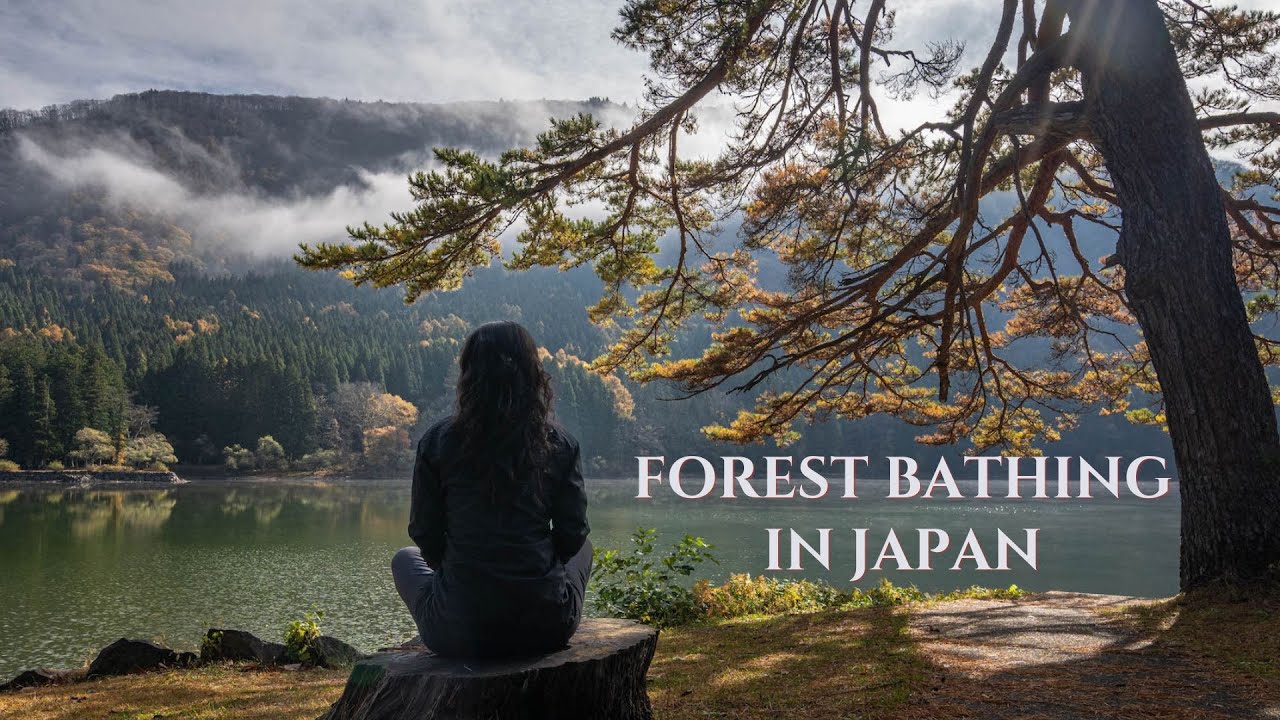 Forest Bathing in Japan - YouTube
